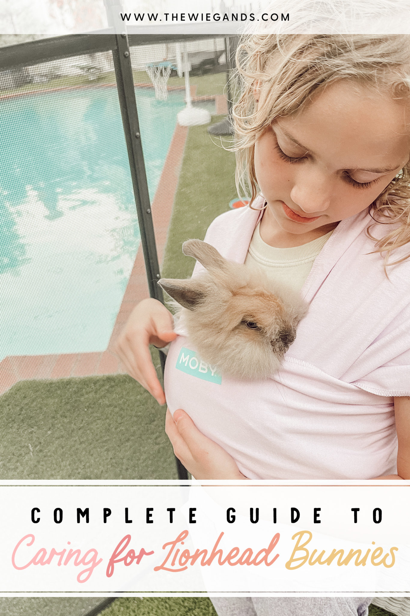 Everything You Need To Know Before Bringing Your Lionhead Bunny Home ...