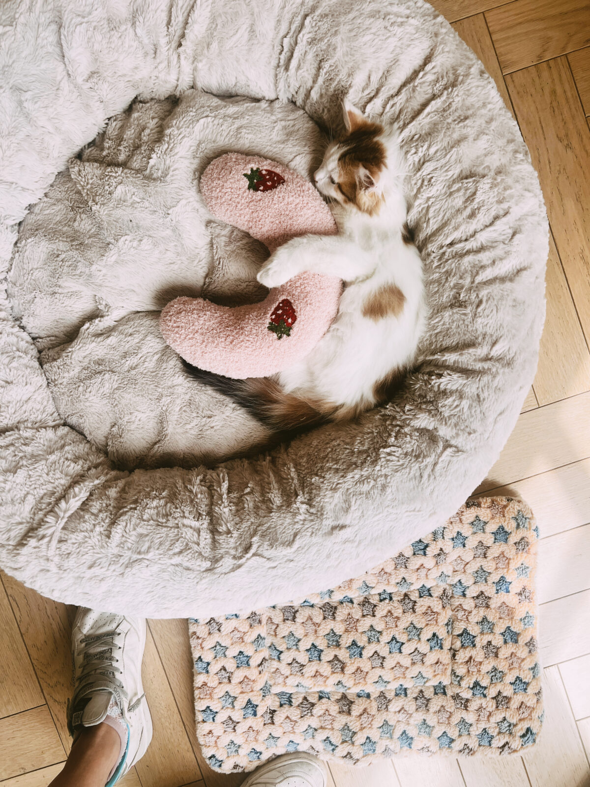 Amazon Pet Must Haves - Casey Wiegand of The Wiegands